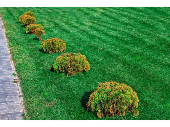 The Role of Professional Design in Landscaping Services - Janda Landscaping